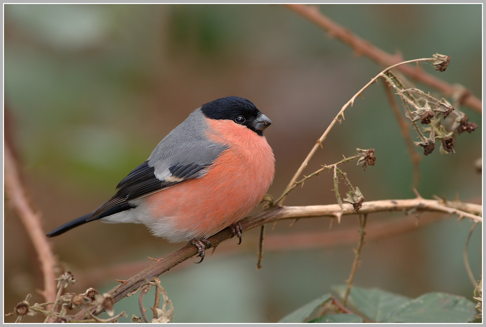 Gimpel (Pyrrhula pyrrhula) syn. Dompfaff Foto & Bild | tiere, wildlife ...