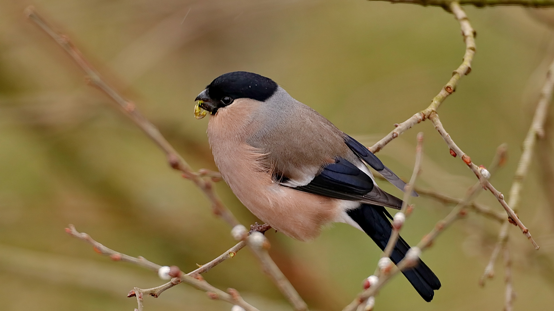 Gimpel Weibchen Foto & Bild | tiere, wildlife, wild lebende vögel ...