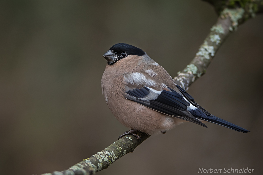 Gimpel-Weibchen Foto & Bild | tiere, wildlife, wild lebende vögel ...