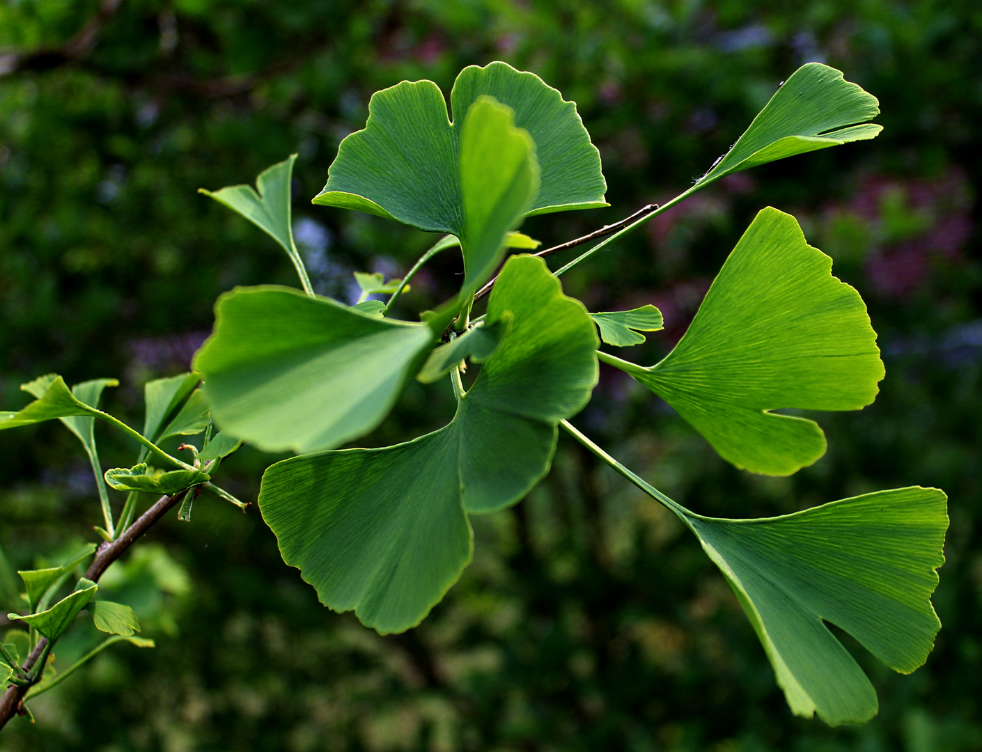 Ginkgo Foto & Bild | outdoor, bäume, baum Bilder auf fotocommunity