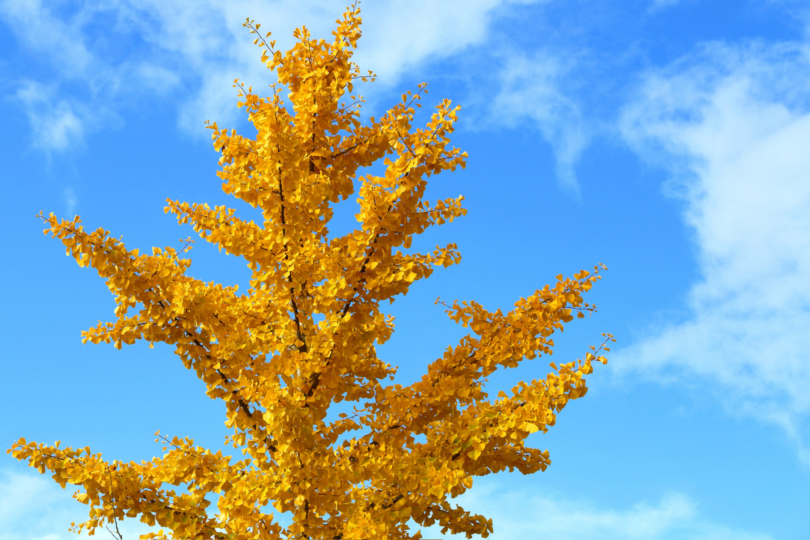 Ginko Foto & Bild | pflanzen, pilze & flechten, bäume, einzelbäume ...