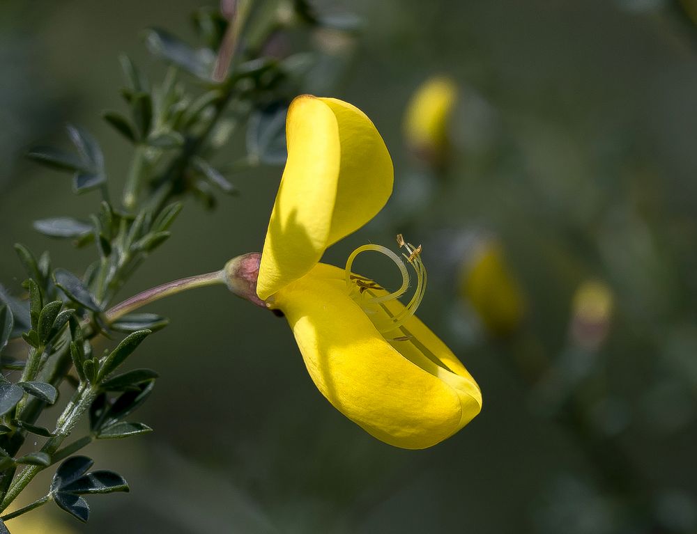 Ginster... Foto & Bild | pflanzen, pilze & flechten, sträucher ...