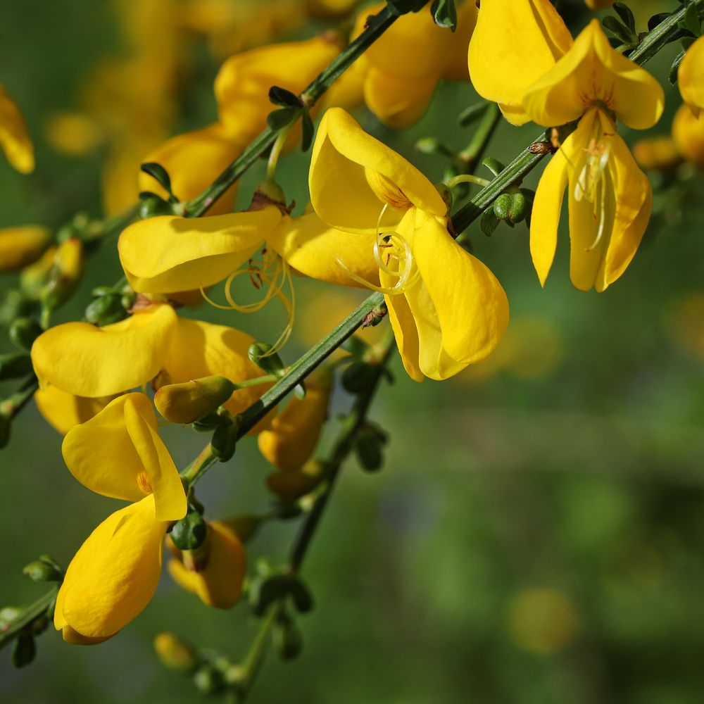 Ginster (2021_05_24_4384_ji) Foto & Bild | gelb, natur, pflanze Bilder ...