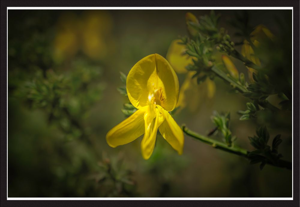 ginster Foto & Bild | pflanzen, makro, fre, nature, makro Bilder auf ...