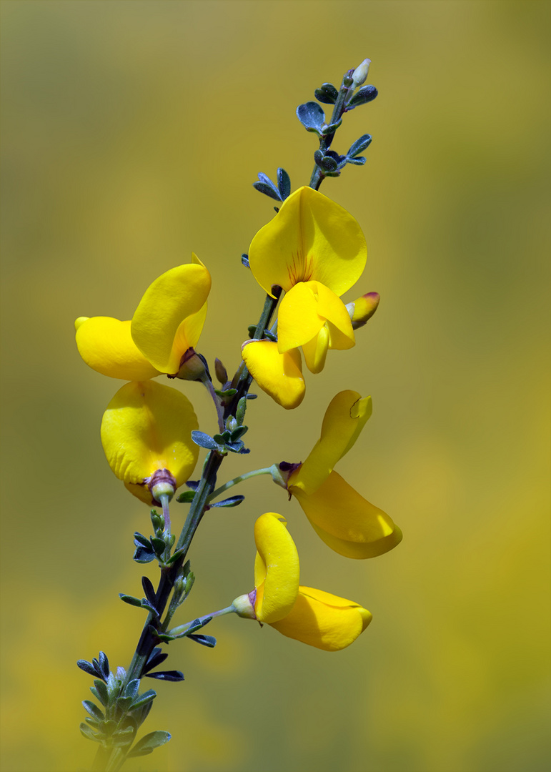 Ginster Foto & Bild | makro, frühling, gelb Bilder auf fotocommunity