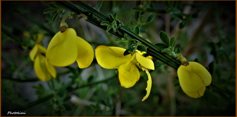 Ginster Foto & Bild | frühling, natur, blumen Bilder auf fotocommunity