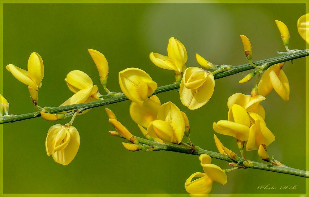 GINSTER Foto & Bild | spezial, natur, pflanzen Bilder auf fotocommunity