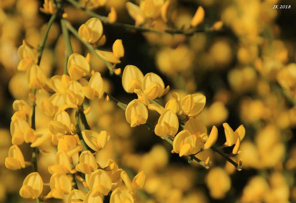 Ginster Foto & Bild | pflanzen, pilze & flechten, sträucher, natur ...
