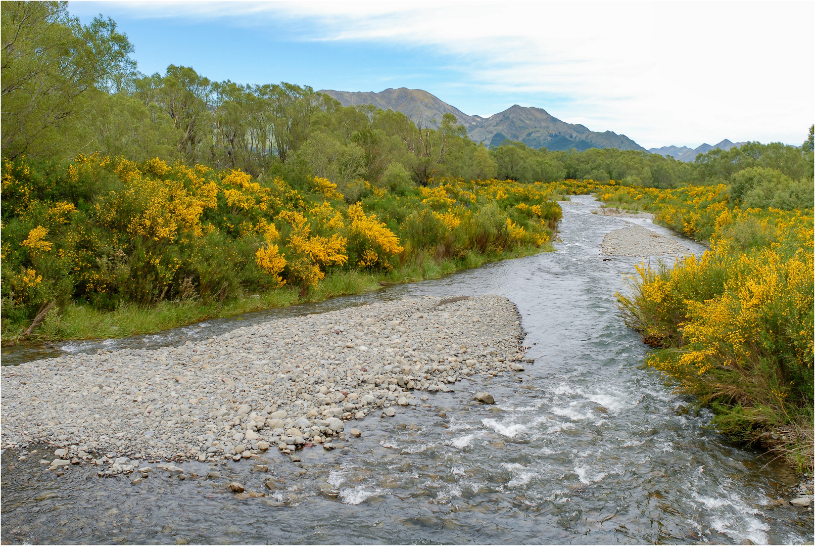 "Ginsterblüte" - Südinsel, Neuseeland, Januar 2007 Foto & Bild ...