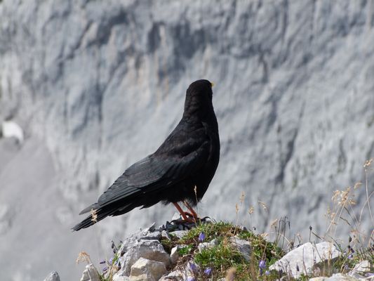 Bergdohle - Fotos & Bilder - Fotografin | fotocommunity