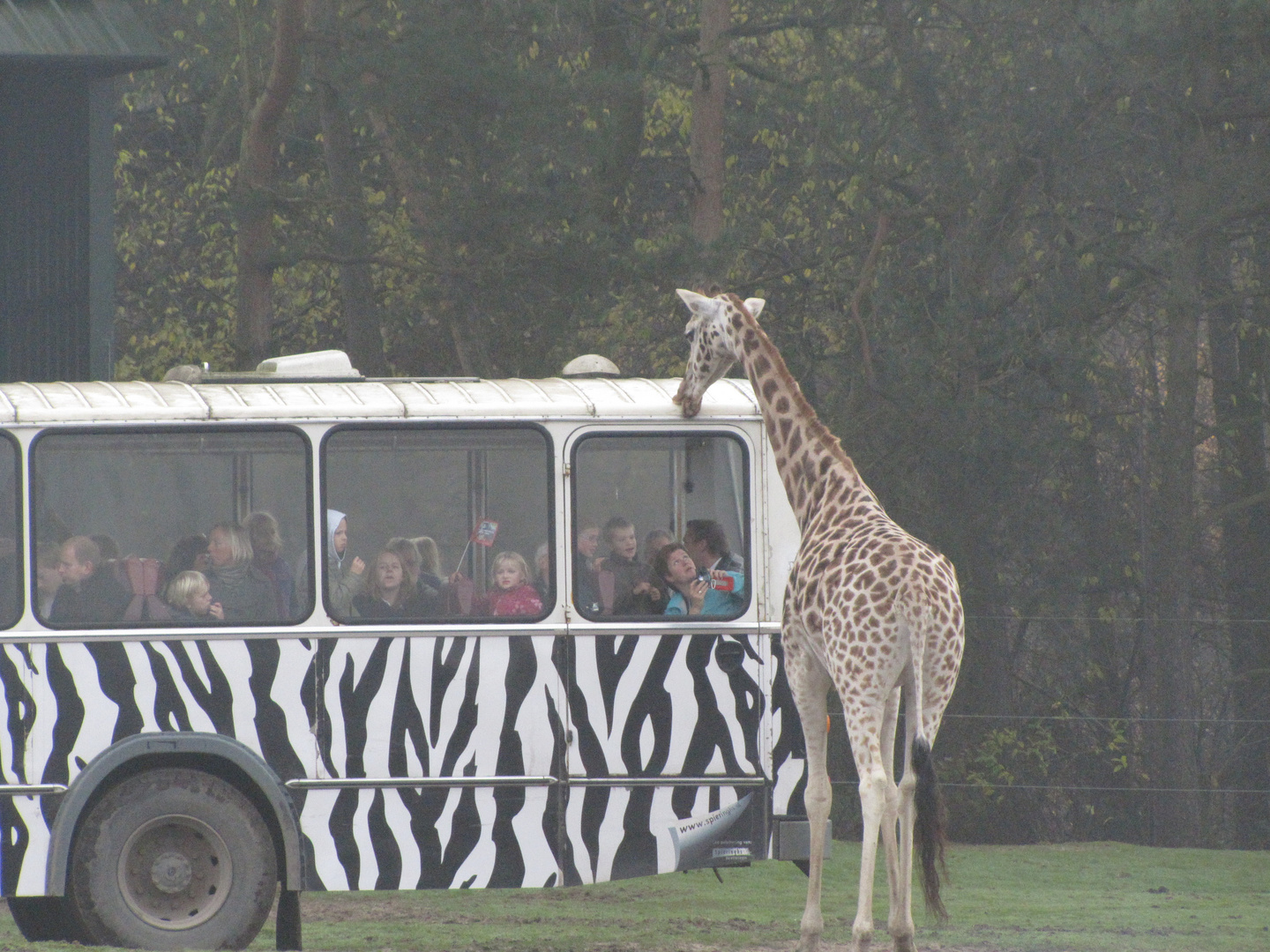 Giraffe & Zebra(bus) Foto & Bild | tiere, tier und mensch, natur Bilder ...
