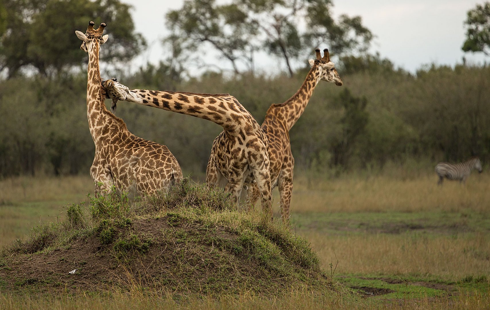 Giraffen Duell Foto & Bild | tiere, wildlife, säugetiere Bilder auf ...