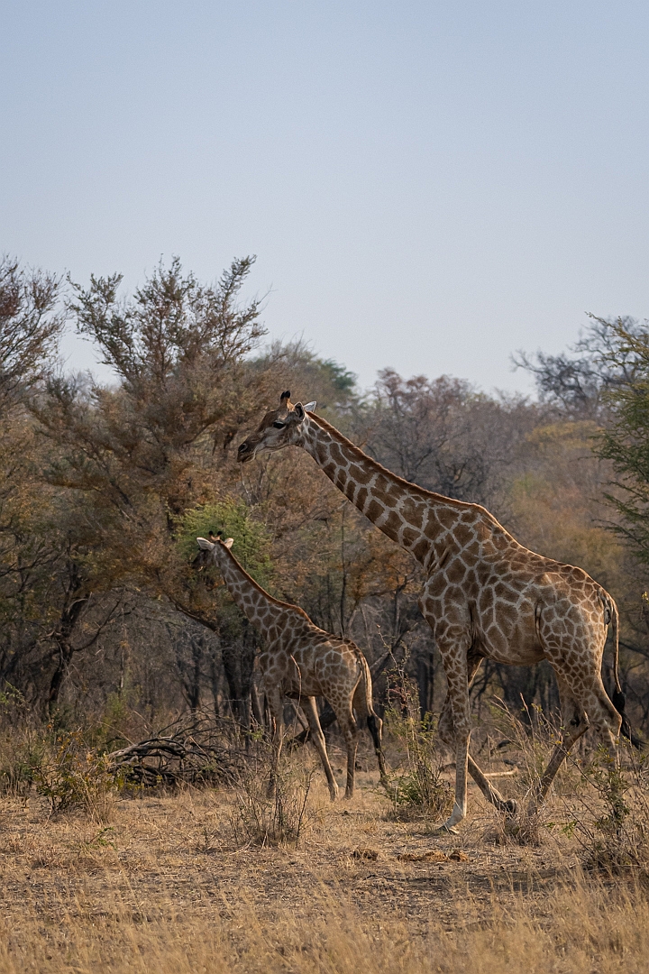 Giraffen im Caprivi Foto & Bild | africa, southern africa, namibia ...