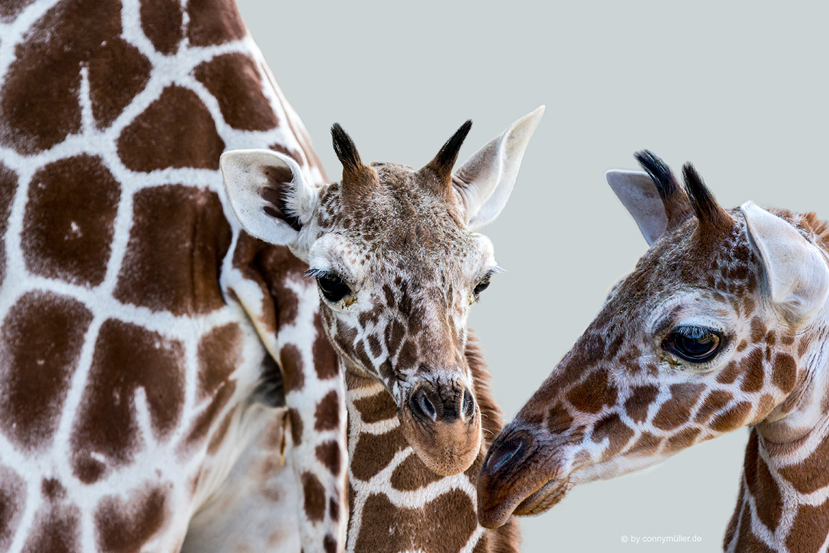 Giraffig Foto & Bild | tiere, zoo, wildpark & falknerei, säugetiere ...