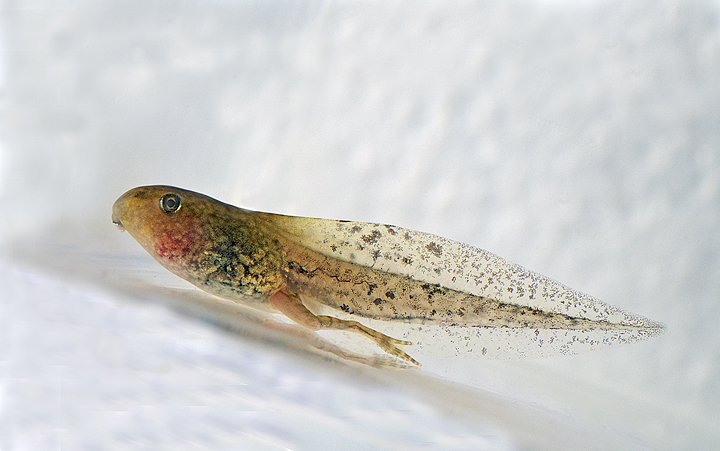 Girino Foto % Immagini| macro e close up, natura Foto su fotocommunity