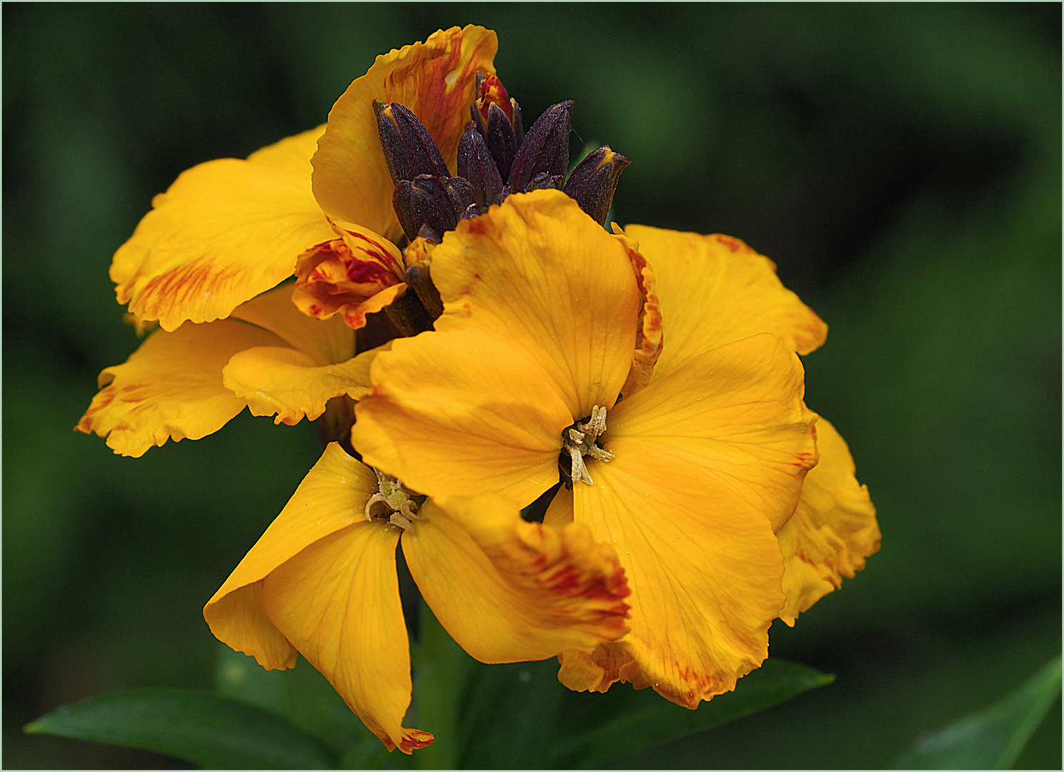 Giroflée de mon jardin photo et image | animations photographiques, les ...