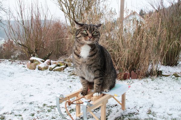 Katzen, Katzenbilder, Katzenfotos