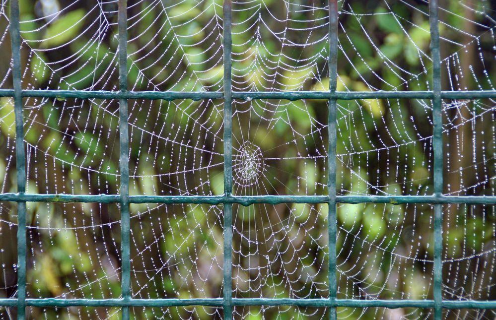 Gitter und Netz Foto & Bild | jahreszeiten, herbst, natur Bilder auf ...
