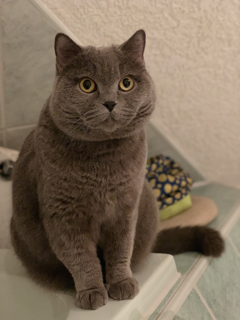 Giusy - BKH Foto & Bild | natur, katzen, tiere Bilder auf fotocommunity