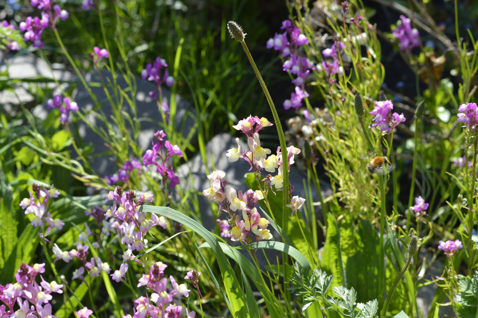 Give bees a chance Foto & Bild | tiere, wildlife, insekten Bilder auf ...
