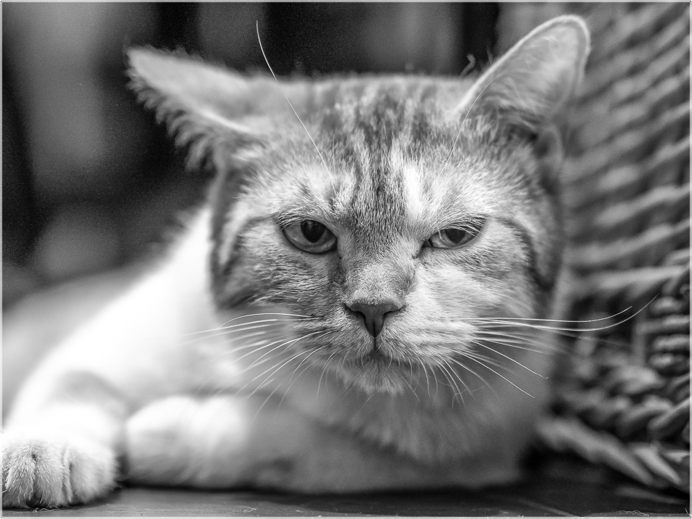 Gizmo Foto & Bild | tiere, haustiere, katzen Bilder auf fotocommunity