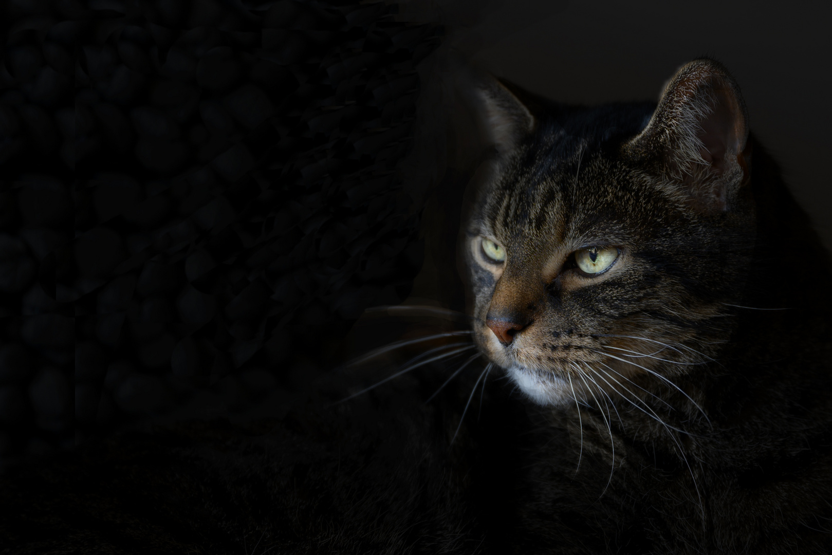 || Gizmo || Foto & Bild | tiere, haustiere, katzen Bilder auf fotocommunity