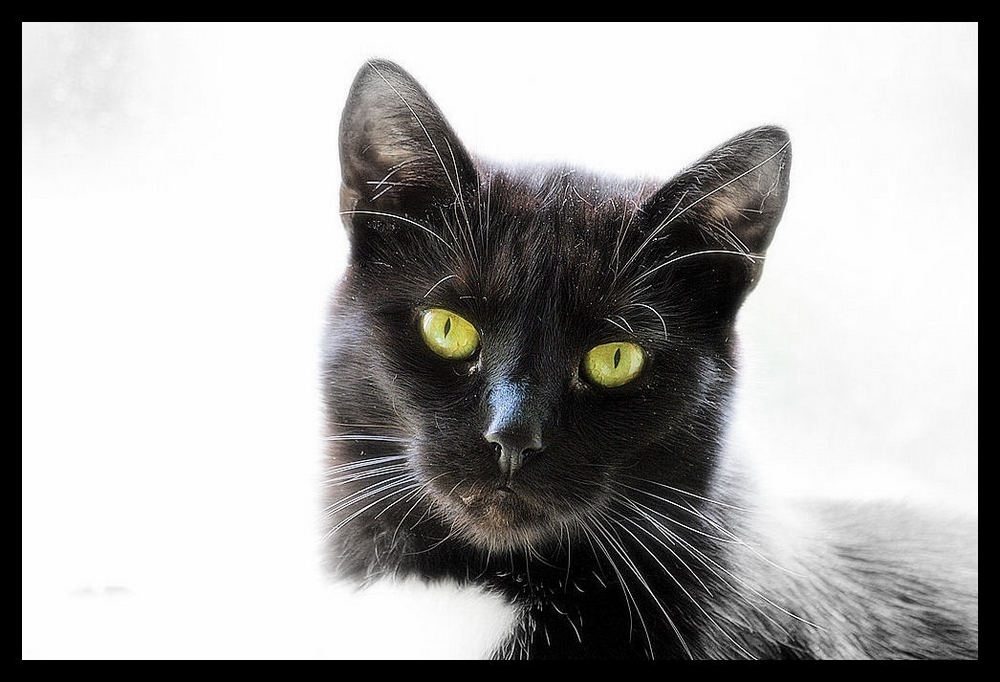 Gizmo Foto & Bild | tiere, haustiere, katzen Bilder auf fotocommunity