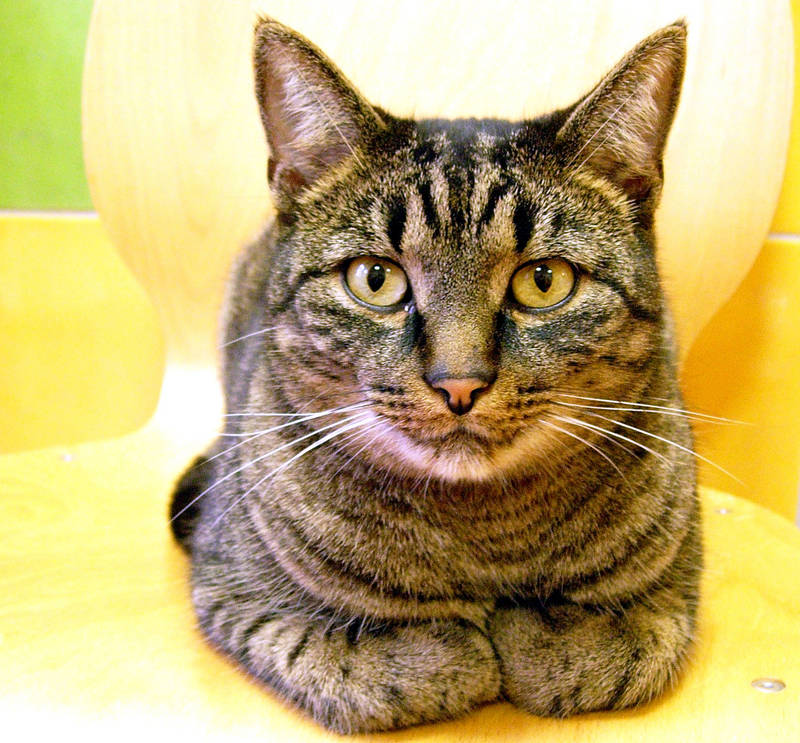 Gizmo! Foto & Bild | tiere, haustiere, katzen Bilder auf fotocommunity