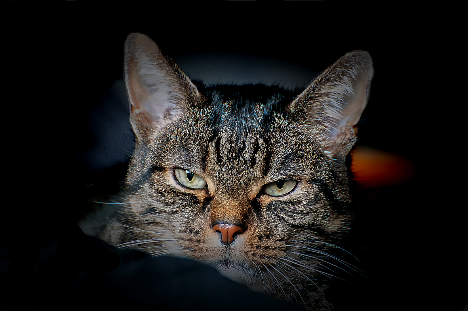 || Gizmo || Foto & Bild | tiere, haustiere, katzen Bilder auf fotocommunity