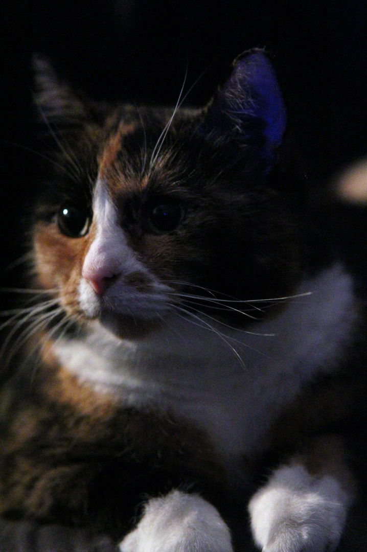 Gizmo Foto & Bild | tiere, haustiere, katzen Bilder auf fotocommunity