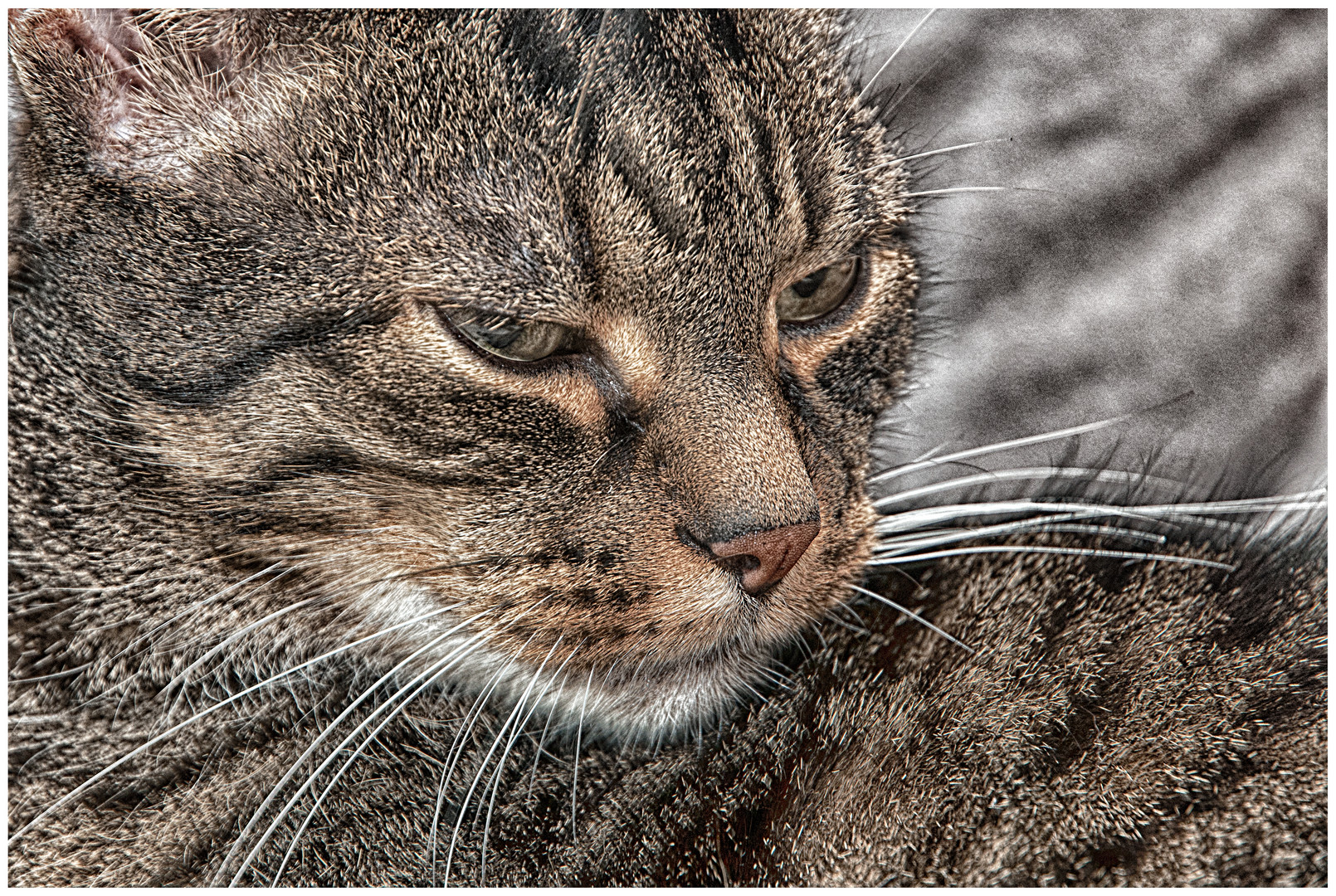 gizmo Foto & Bild | tiere, haustiere, katzen Bilder auf fotocommunity