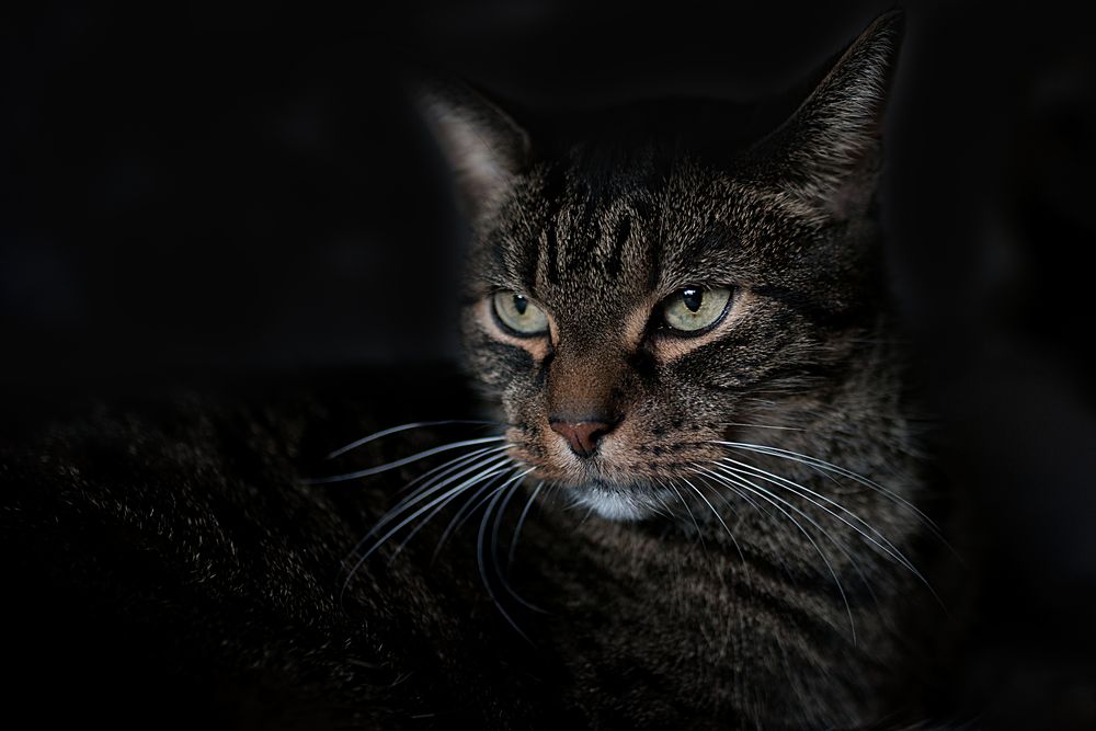 Gizmo II Foto & Bild | natur, katzen, tiere Bilder auf fotocommunity