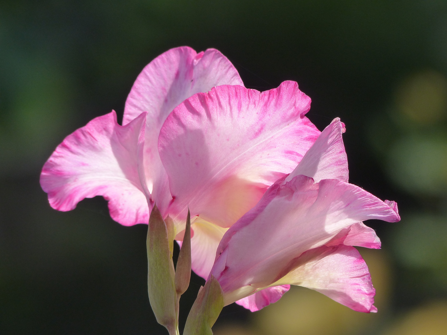 GLADIOLE Foto & Bild | pflanzen, pilze & flechten, blüten ...