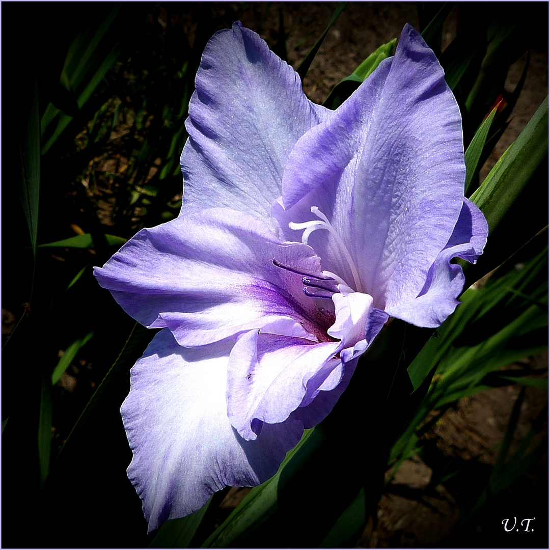 Gladiole *lila* Foto & Bild | pflanzen, pilze & flechten, blüten ...