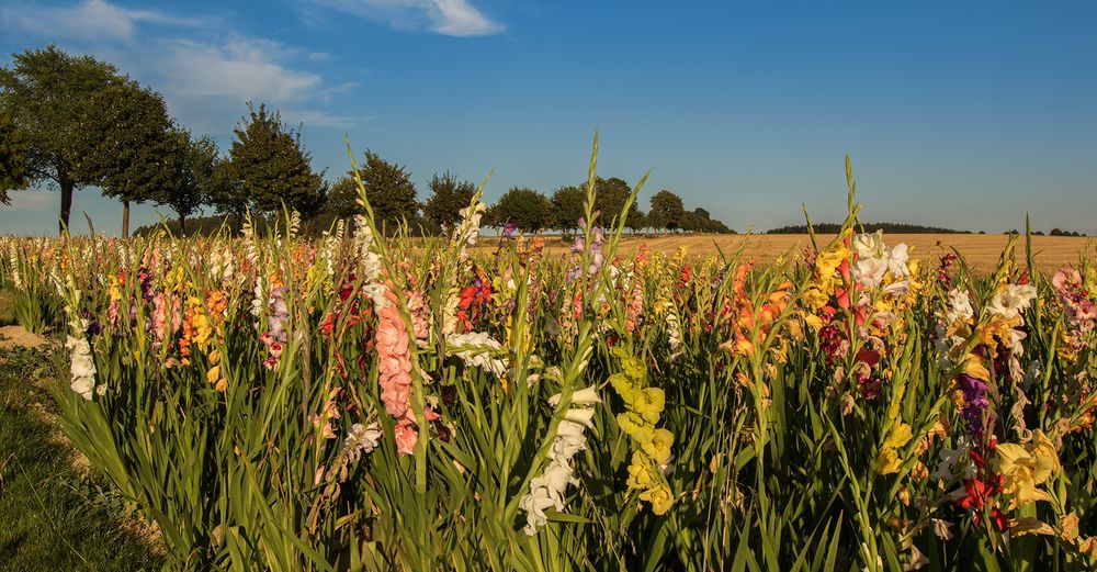 Gladiolen 001 Foto & Bild | pflanzen, pilze & flechten, blüten ...