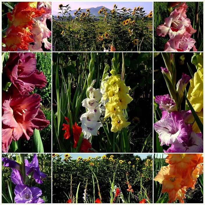 Gladiolen * Foto & Bild | pflanzen, pilze & flechten, blüten ...