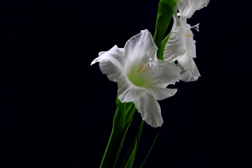 Gladiolen Foto & Bild | natur-makros, natur-kreativ, aufnahmetechniken ...