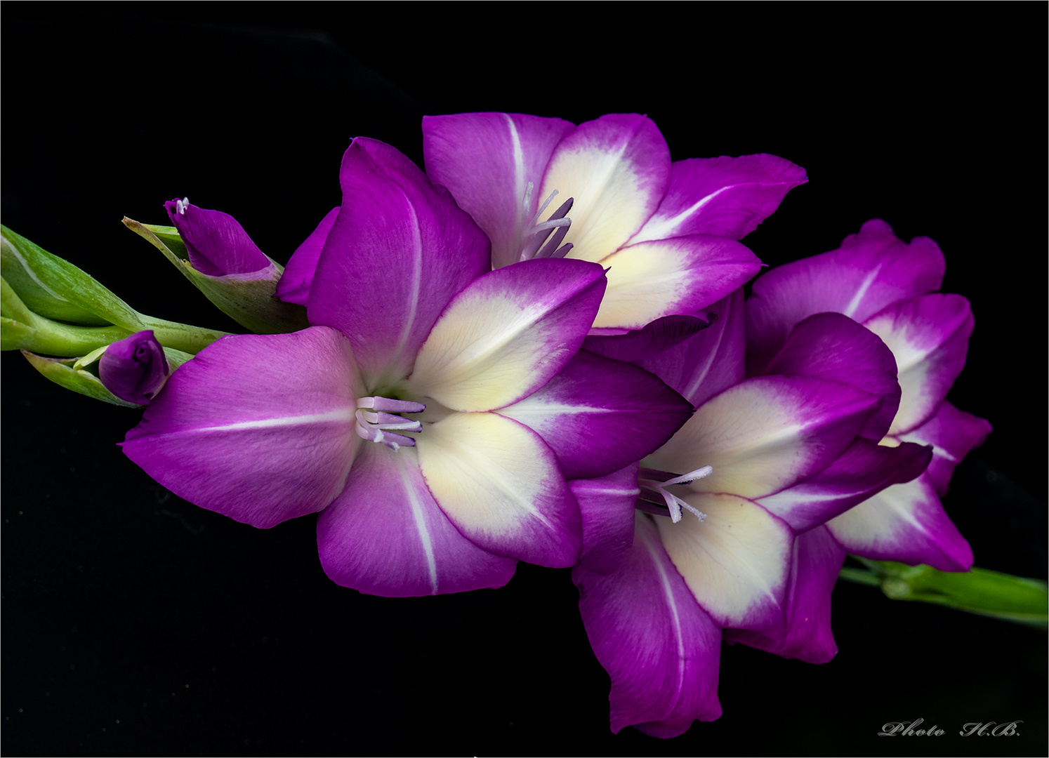 GLADIOLEN Foto & Bild | lila, natur, weiss Bilder auf fotocommunity