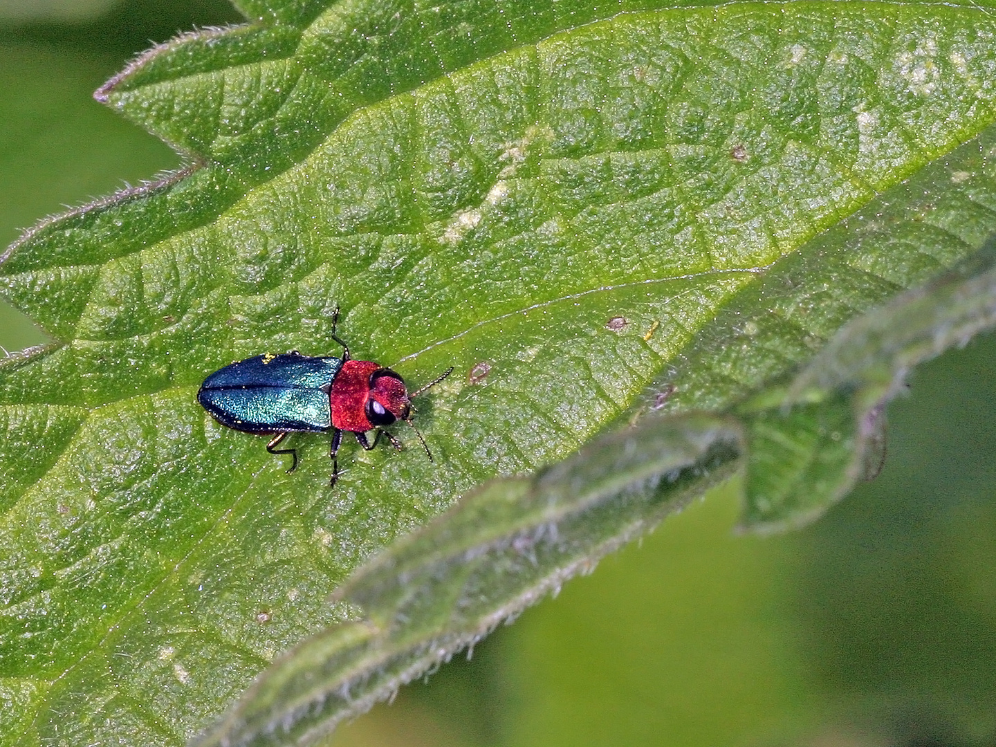 Glänzender Blütenprachtkäfer (Anthaxia nitidula) Weibchen.... Foto ...