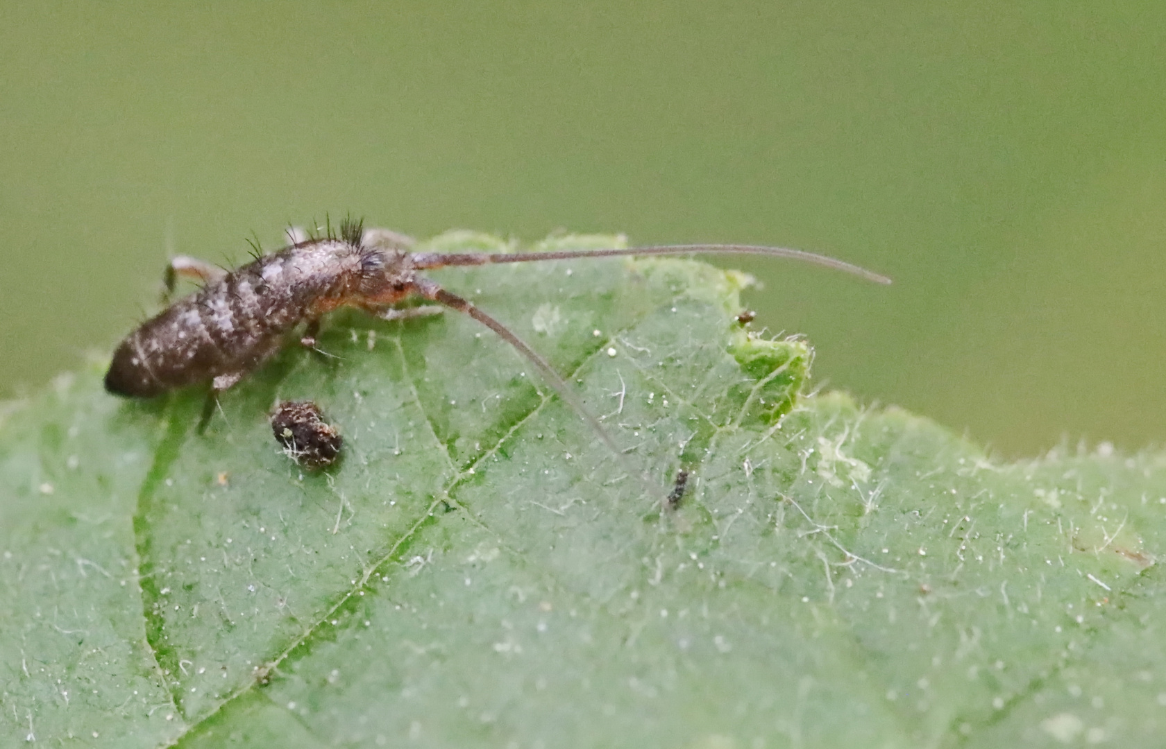 glänzender Springschwanz,Tomocerus vulgaris Foto & Bild | natur ...