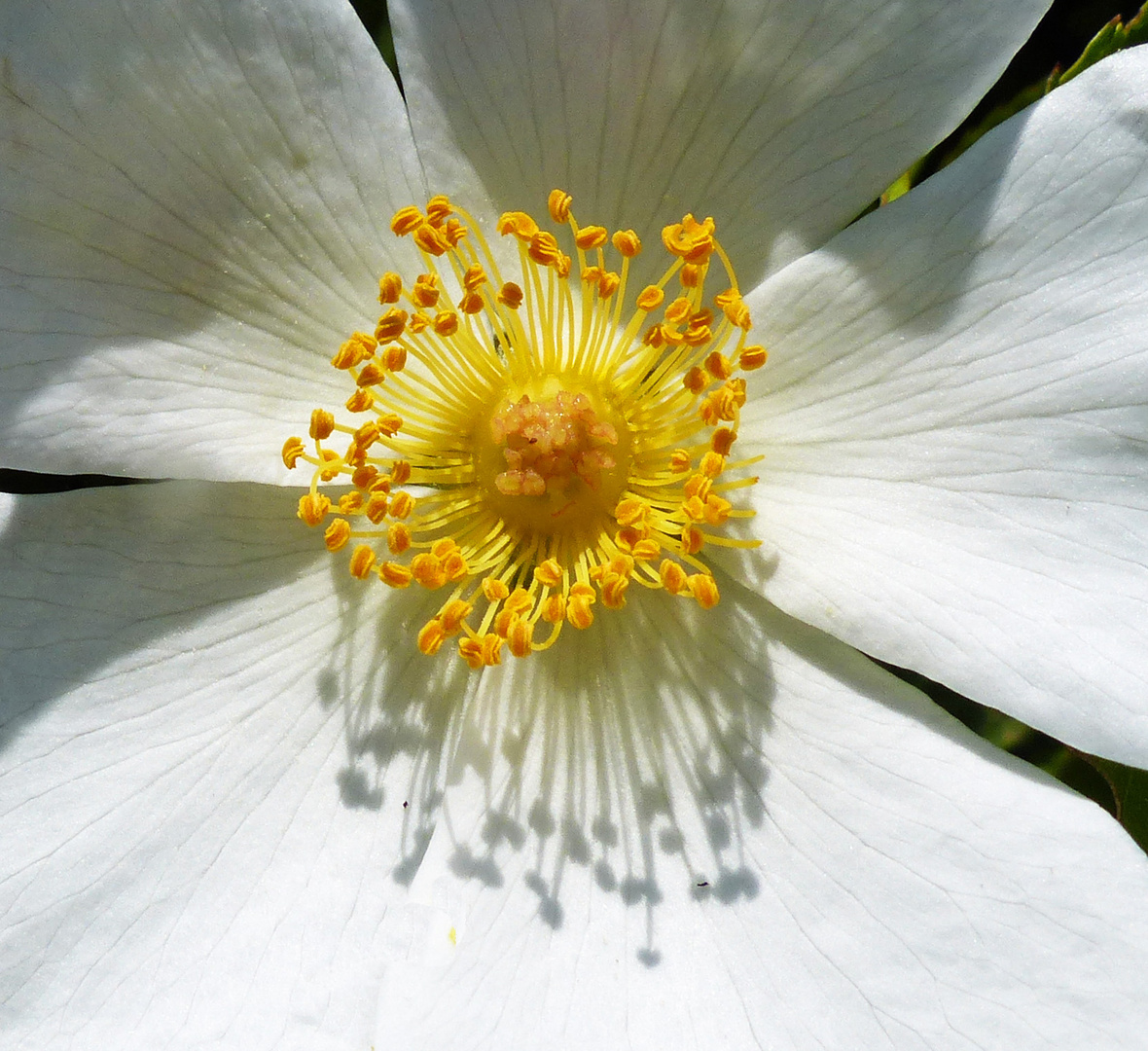 Églantine. photo et image | fleurs, Églantine, nature Images fotocommunity