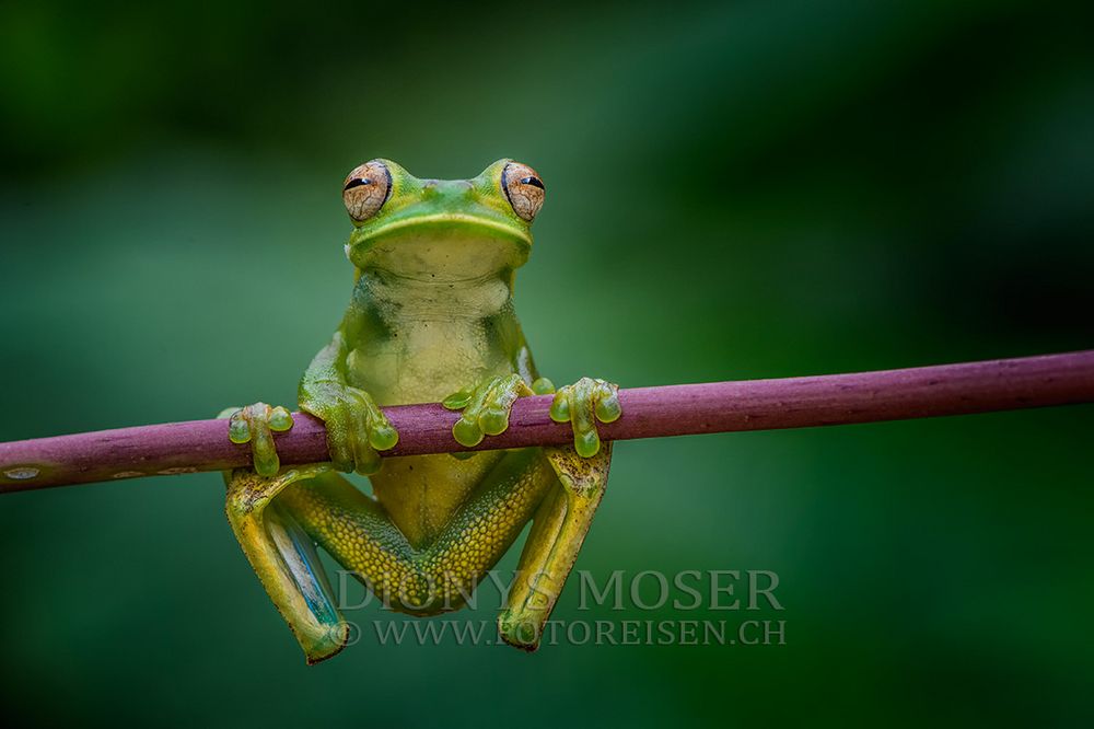 Glasfrosch Foto & Bild | south america, ecuador, fotoreise Bilder auf ...