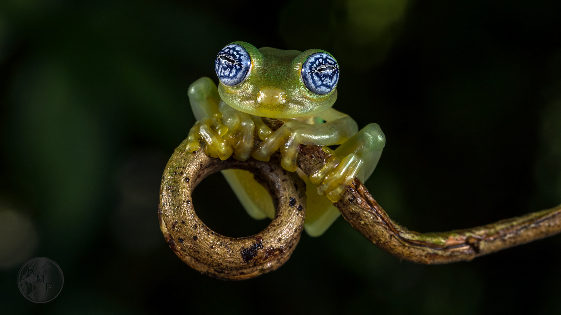 Glasfrosch Foto & Bild | tiere, wildlife, amphibien & reptilien Bilder ...