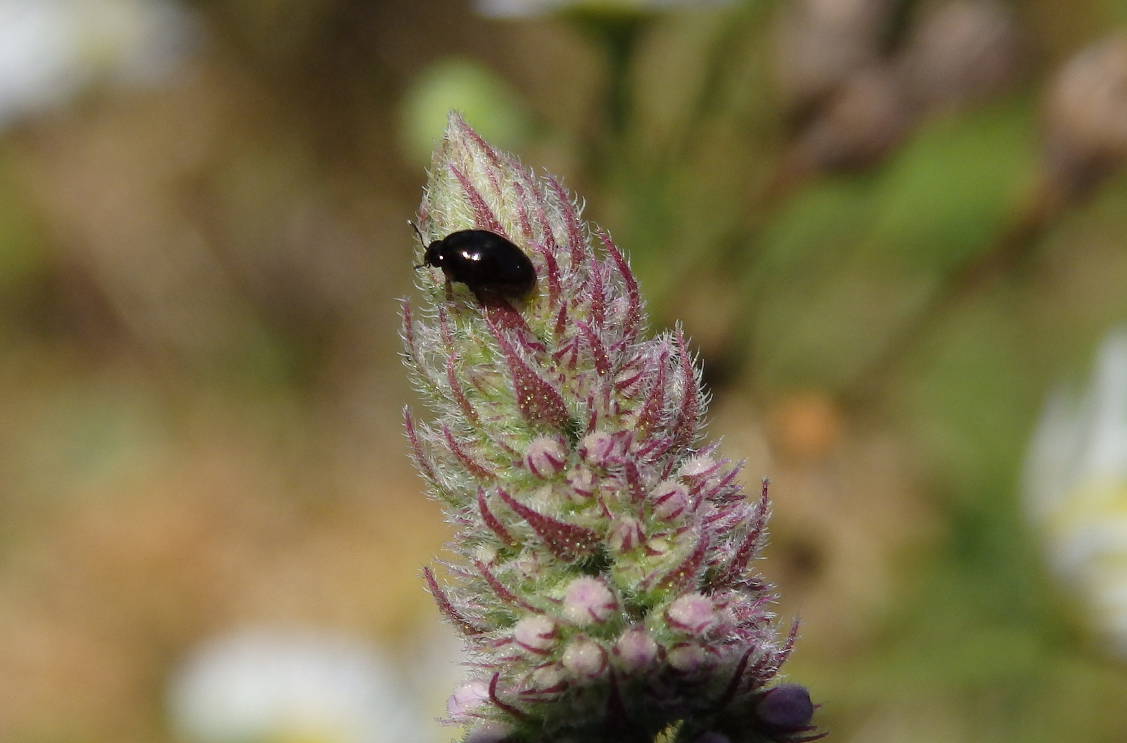 Glattkäfer (Phalacridae) auf Rossminze (Mentha longifolia) Foto & Bild ...