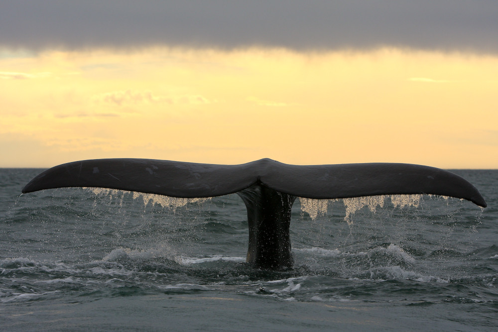 Glattwal beim Abtauchen Foto & Bild | tiere, wildlife, säugetiere ...