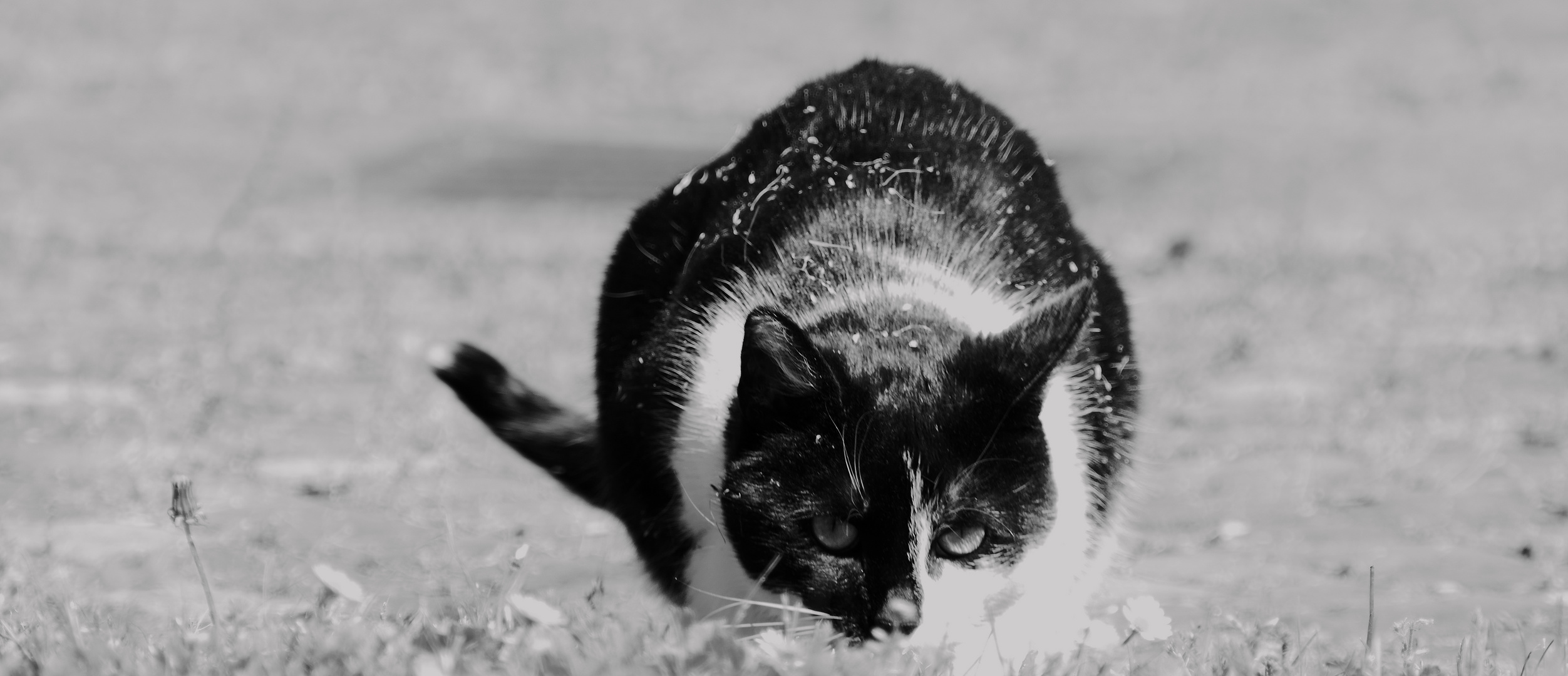 Gleich greife ich an! Foto & Bild | tiere, haustiere, katzen Bilder auf ...
