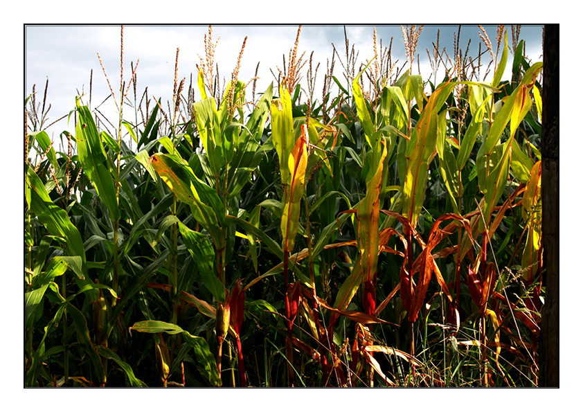 Gleich poppt der Mais Foto & Bild | stilleben und natur, natur, mais ...
