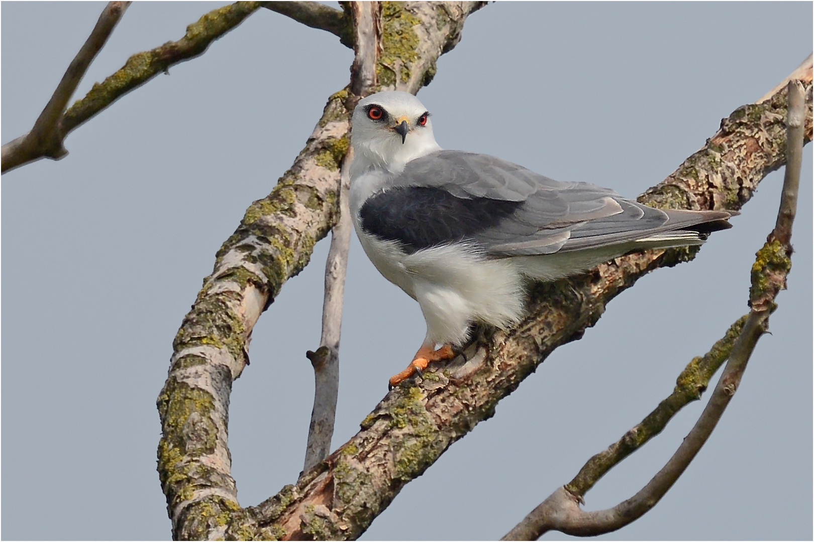 Gleitaar Foto & Bild | tiere, wildlife, wild lebende vögel Bilder auf ...