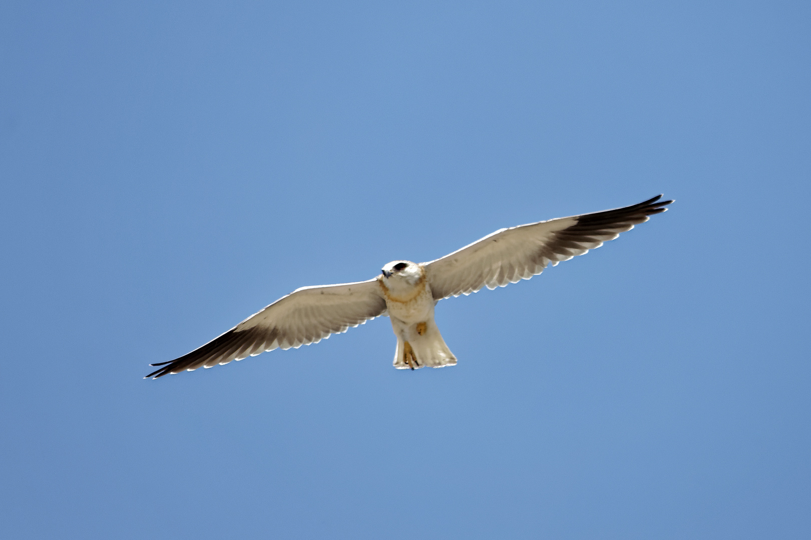 Gleitaar Foto & Bild | world, natur, greifvogel Bilder auf fotocommunity