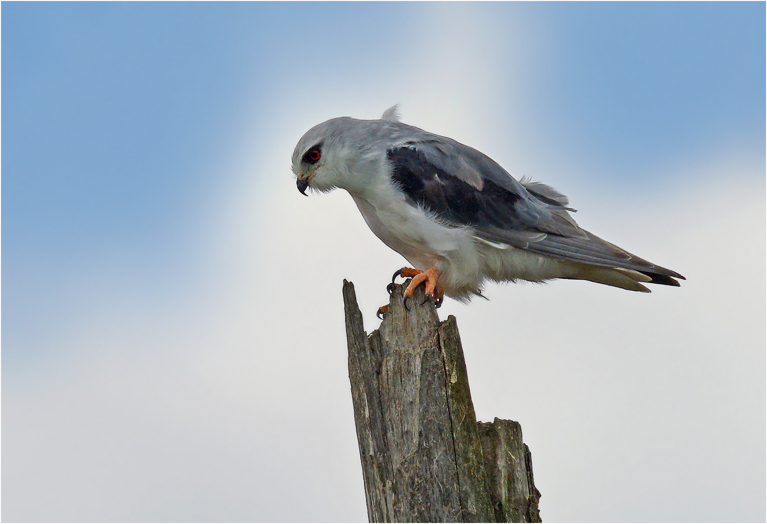 Gleitaar Foto & Bild | natur, tiere, vögel Bilder auf fotocommunity
